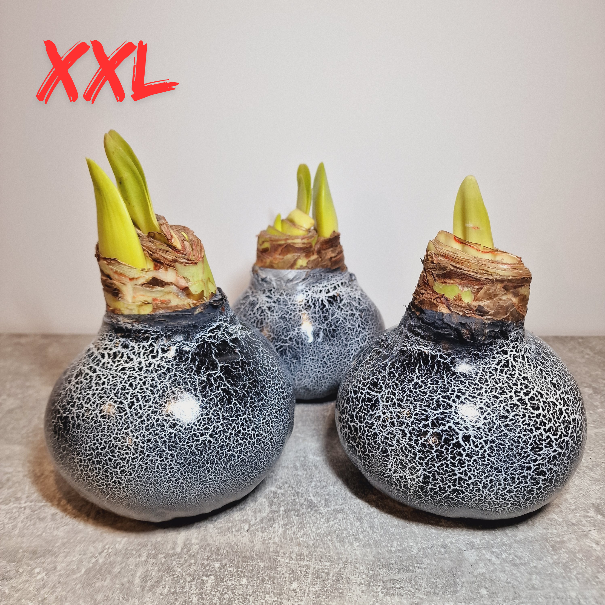 AMARILIS JUODA/BALTA XXL – Meilenis
